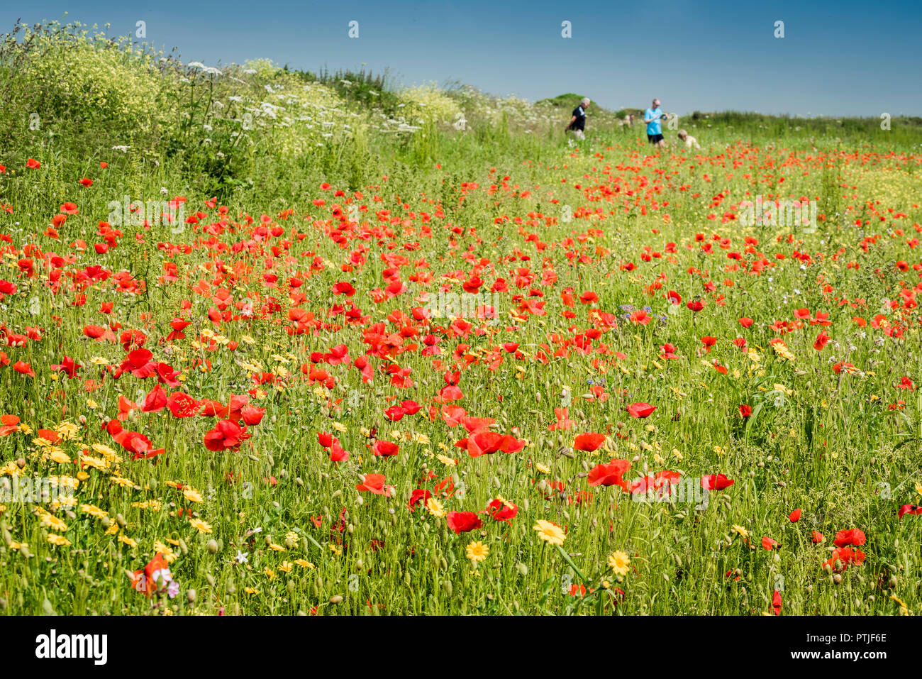Poppies Papaver Rhoeas growing in a field at the Arable fields Project ...