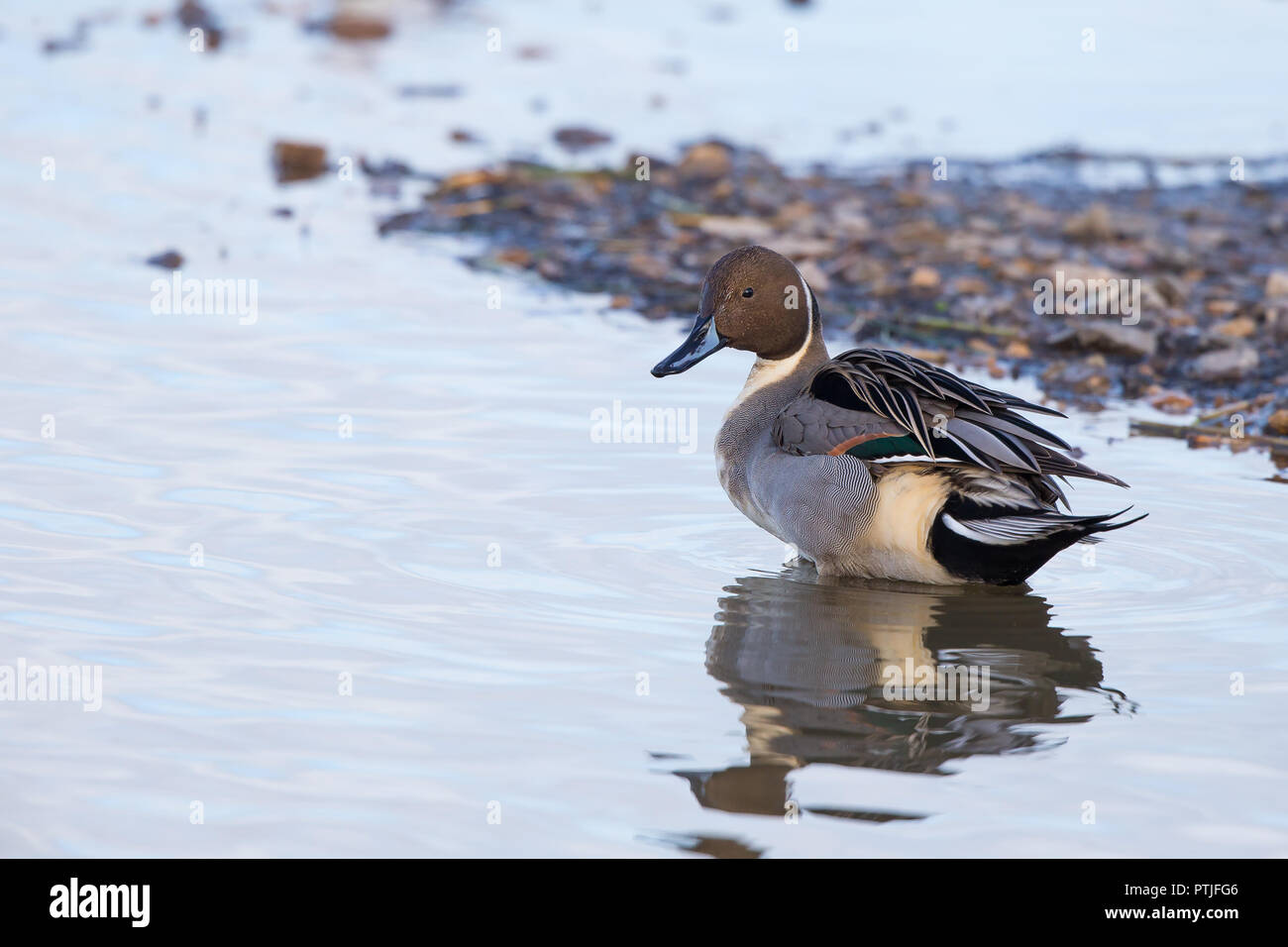 Detailed, side close up of UK Northern pintail drake (Anas acuta ...