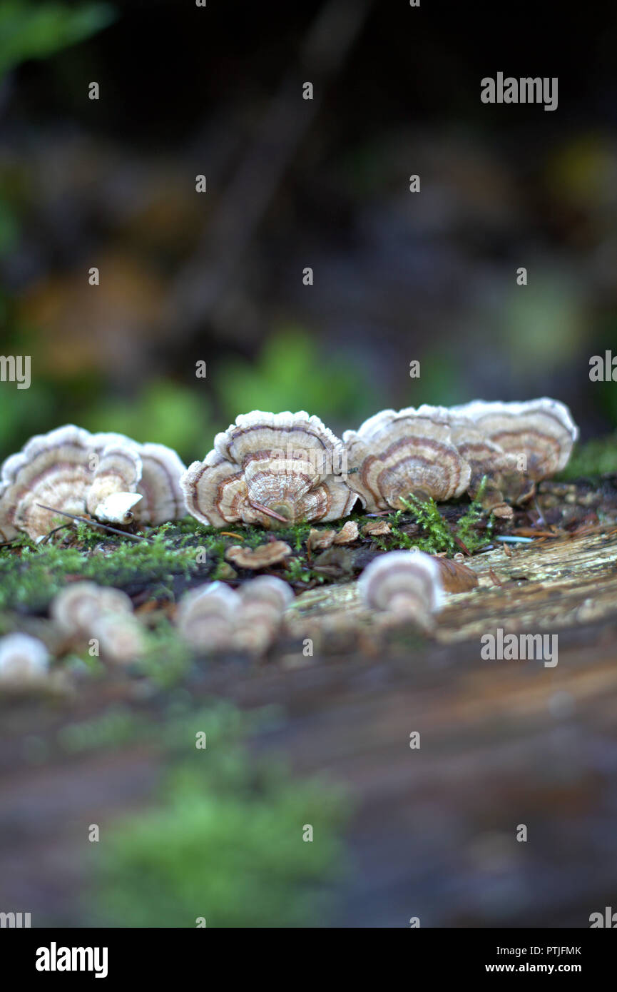 Small cluster white mushroom fungi hi-res stock photography and images ...