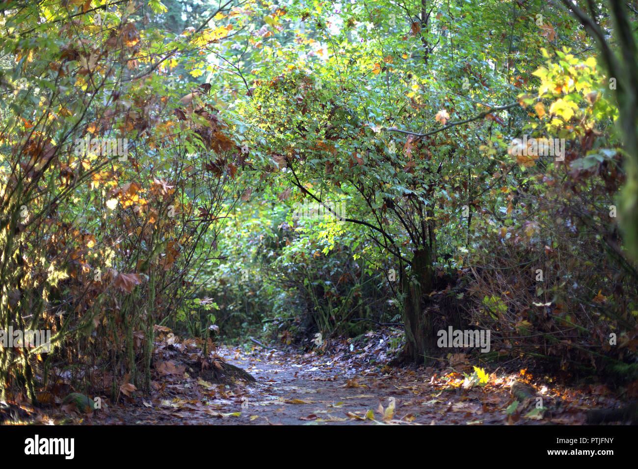 A natural arch in the autumn forest of Roche Point Park, North ...