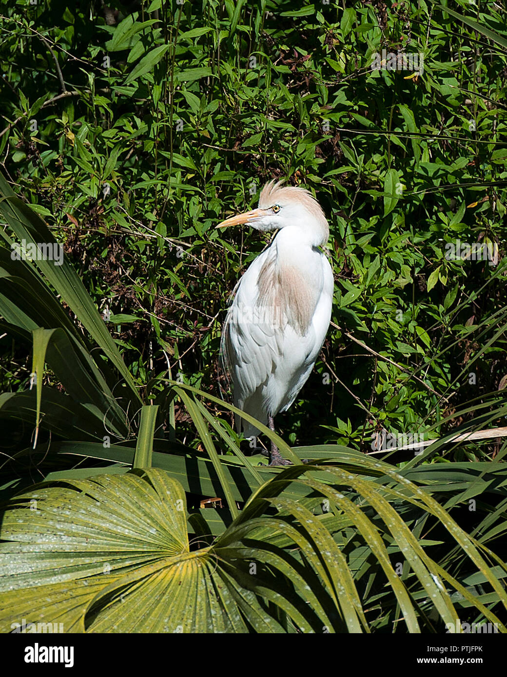 Cattle Egret bird perch on foliage and enjoying the sun Stock Photo - Alamy