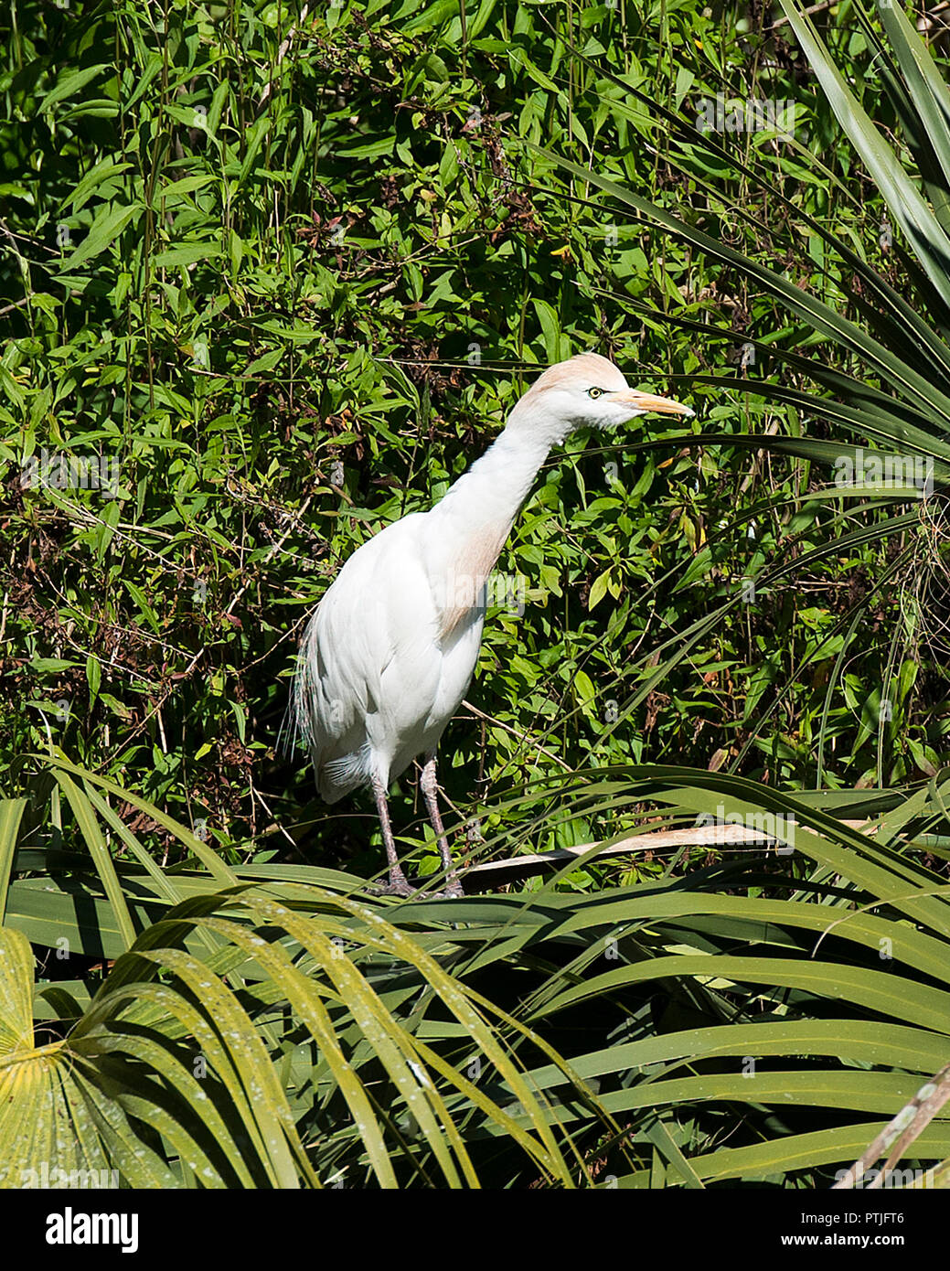 Cattle Egret bird perch on foliage and enjoying the sun Stock Photo - Alamy