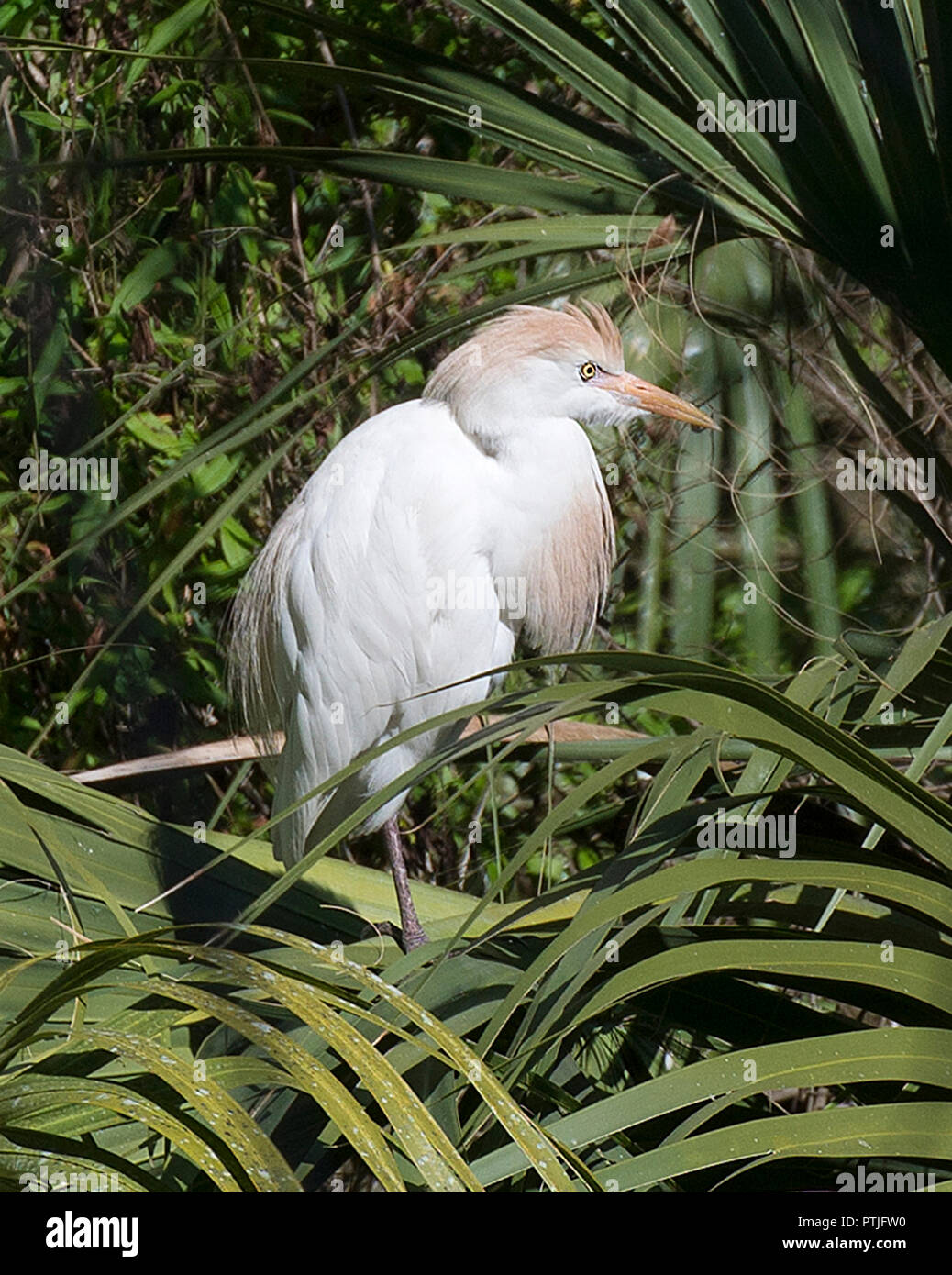 Sun perch hi-res stock photography and images - Alamy