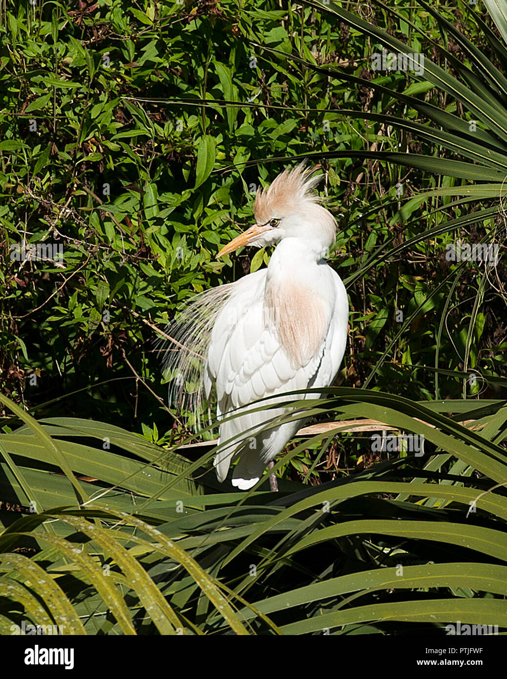 Cattle egret bird close up profile view hi-res stock photography and ...
