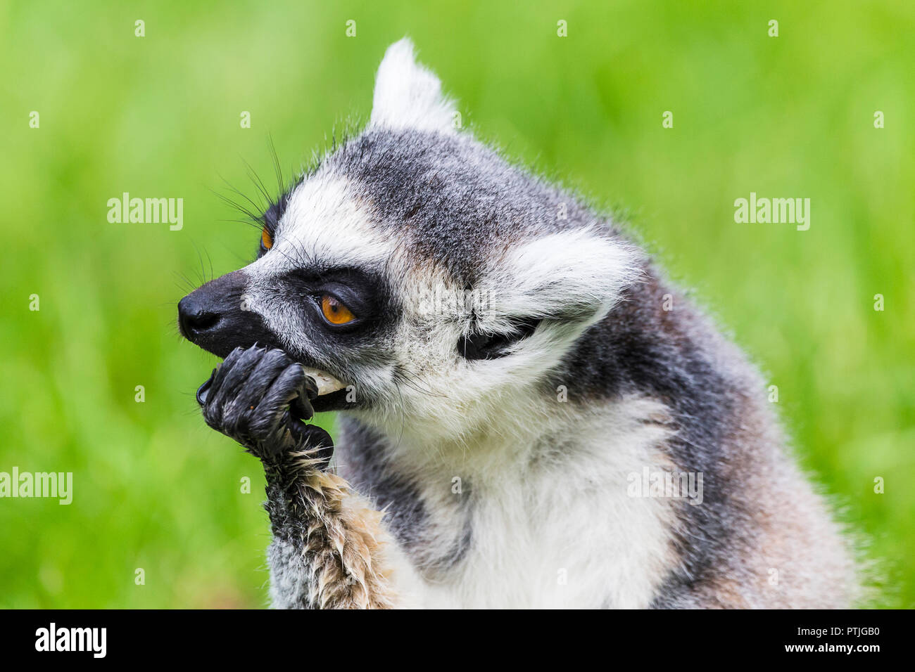 Ring tailed lemur biting into some food Stock Photo - Alamy