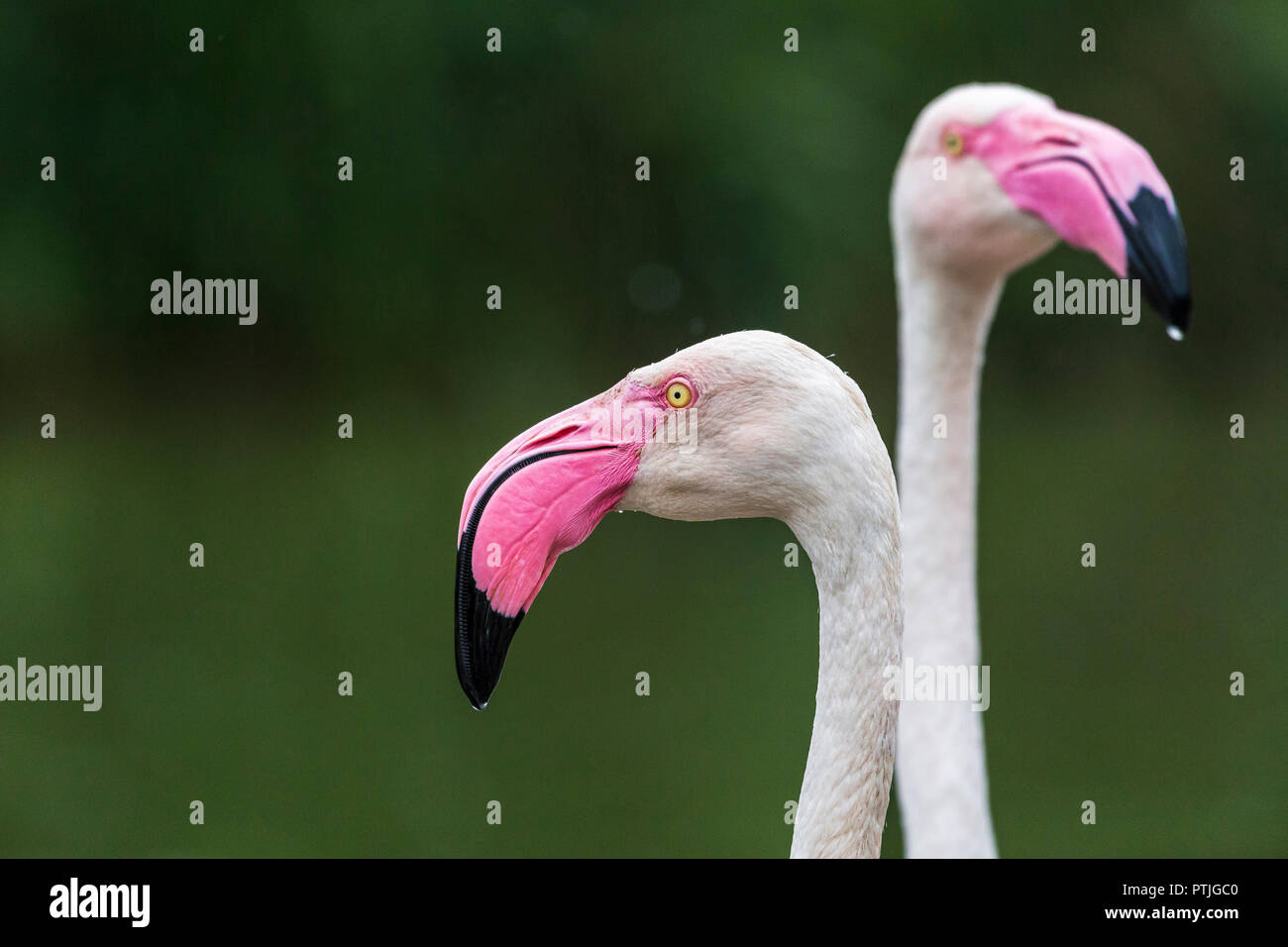 Greater flamingos facing opposite ways Stock Photo - Alamy