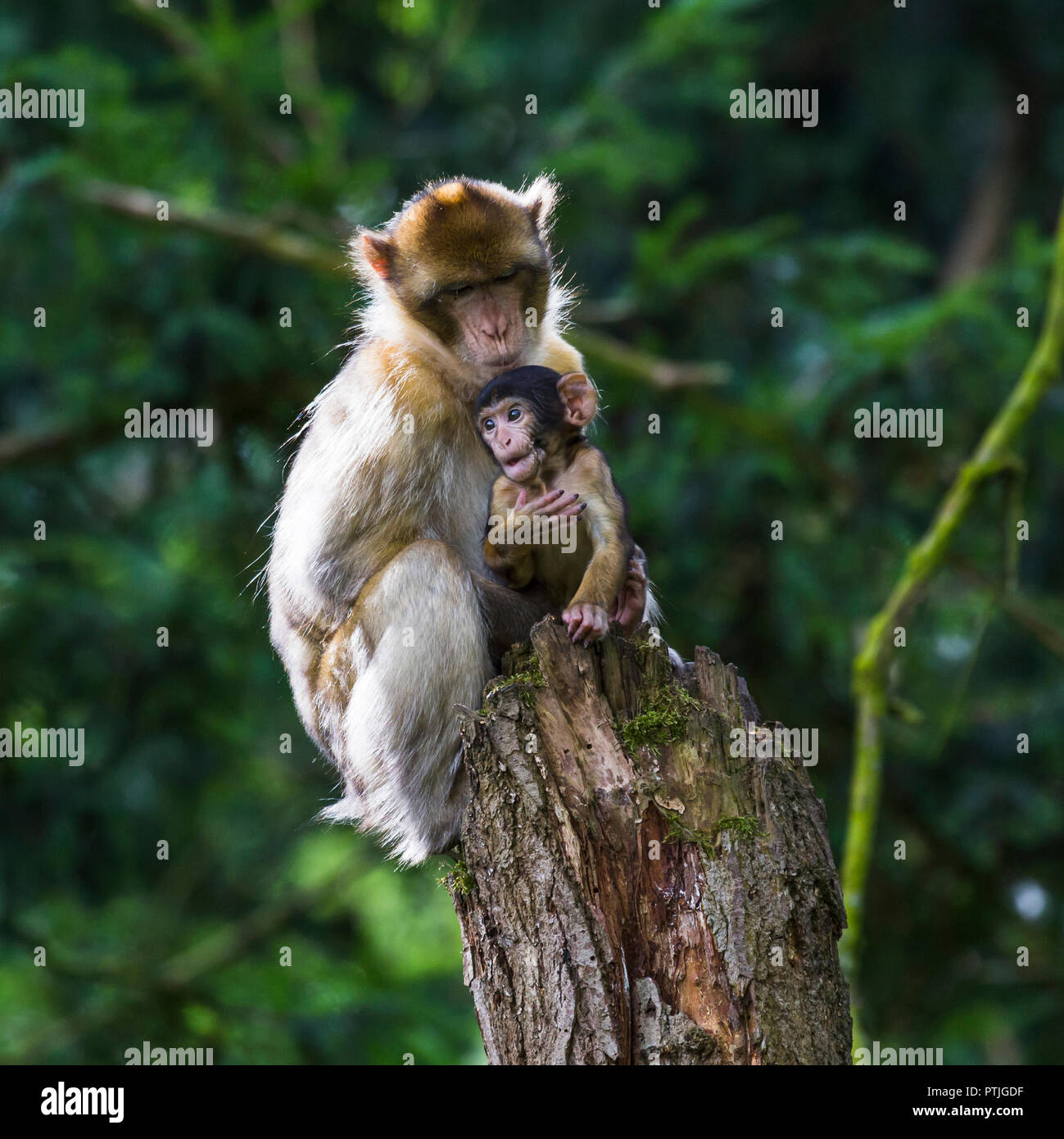 Sibling species hi-res stock photography and images - Alamy