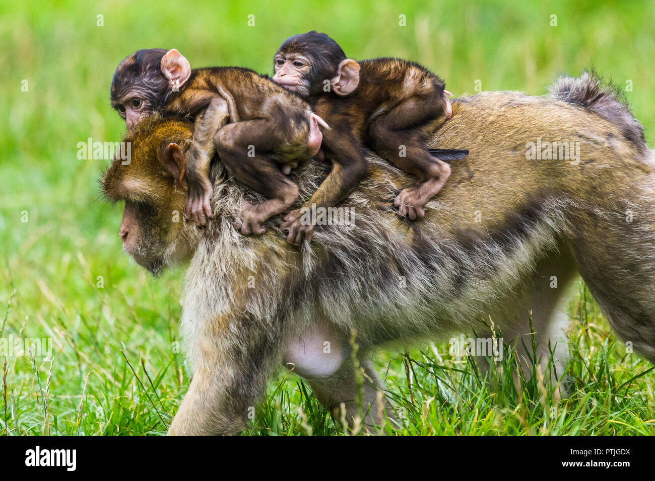 Two baby Barbary macaques hitching a ride on its mother Stock Photo - Alamy