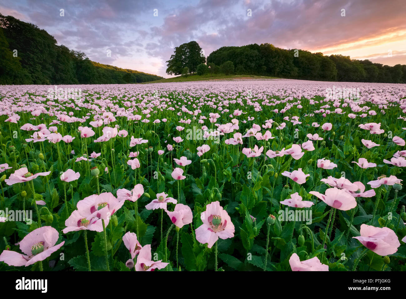 Opium flowers field hi-res stock photography and images - Alamy