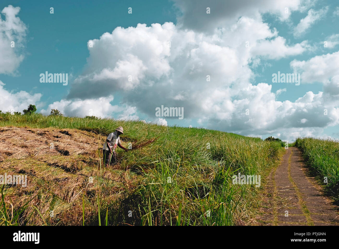 A Balinese farmer harvesting tall grass Stock Photo - Alamy