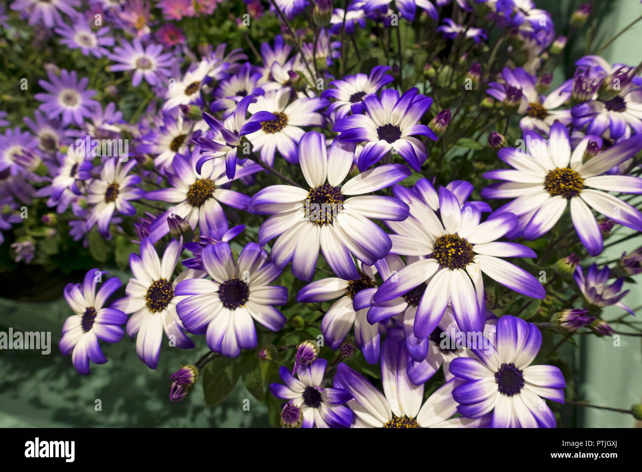 Purple and white senetti flowers Stock Photo - Alamy