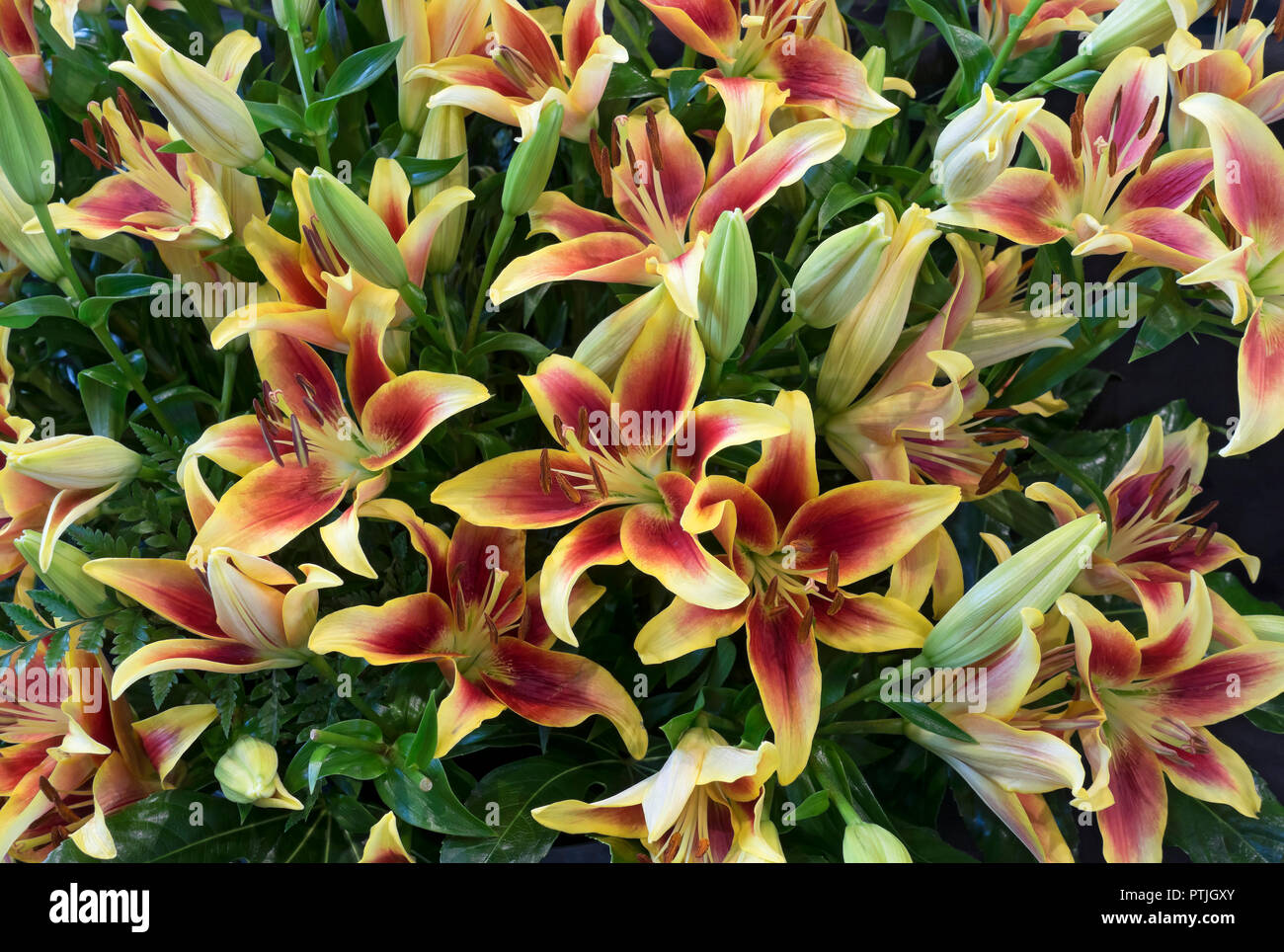 Red and yellow lilies Stock Photo - Alamy