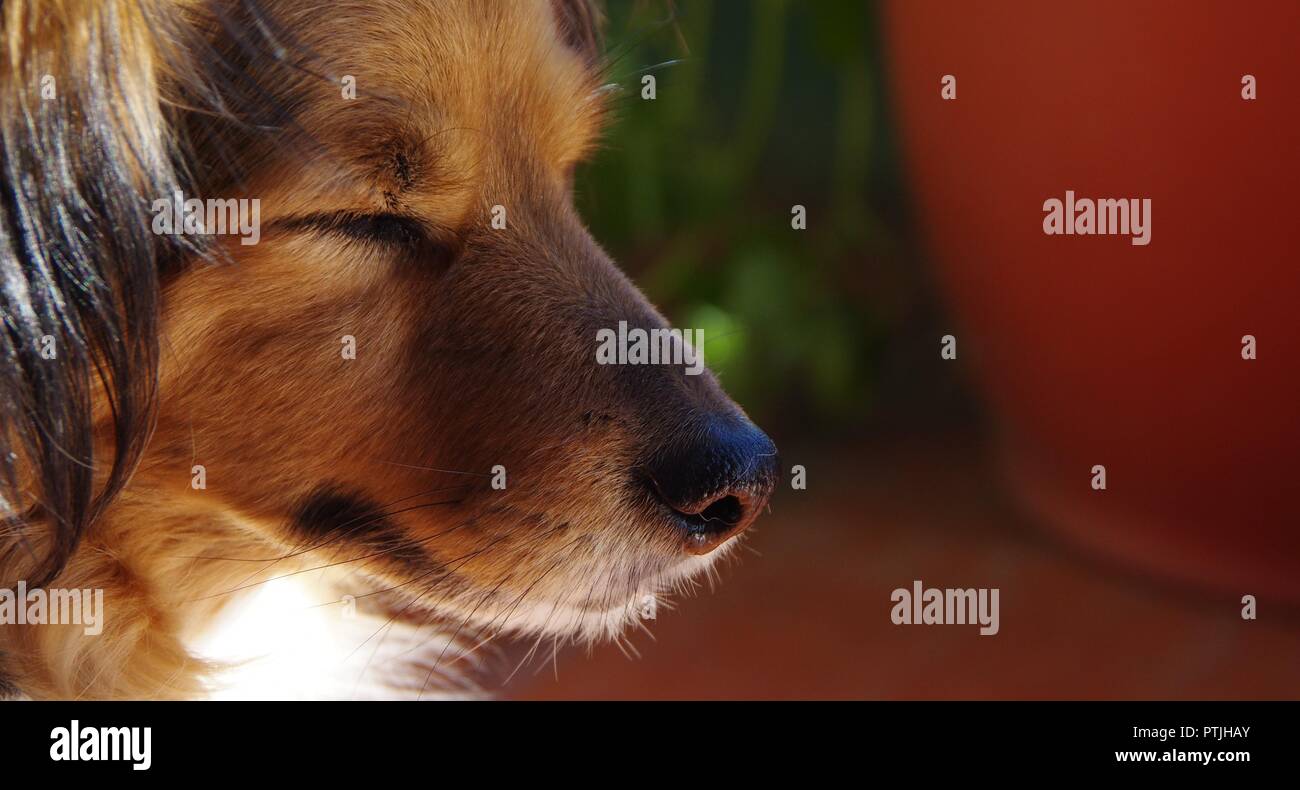 Wallpaper yorkshire terrier hi-res stock photography and images - Alamy