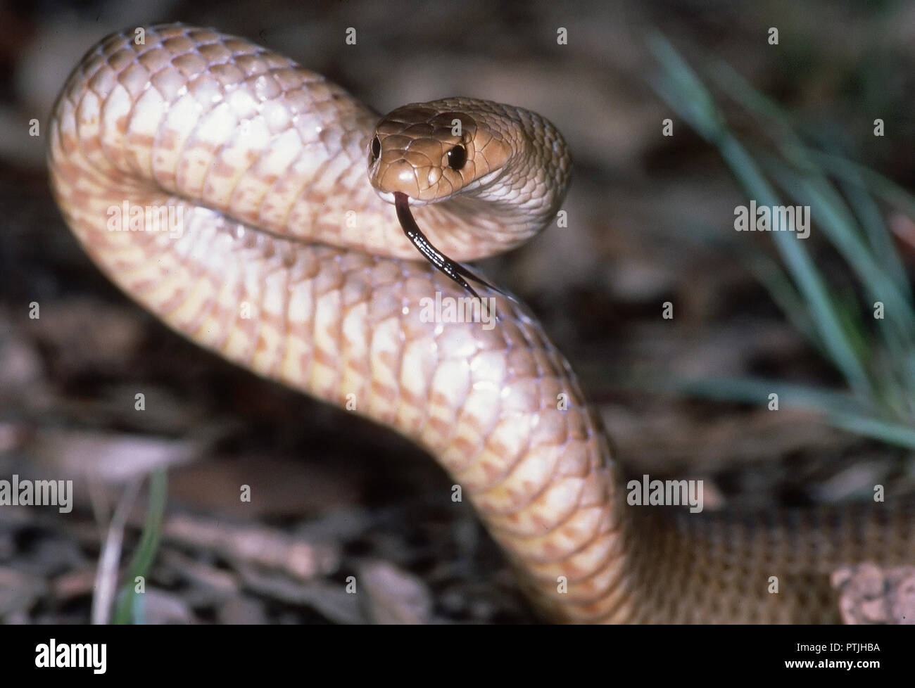 Eastern Brown Snake Stock Photo - Alamy