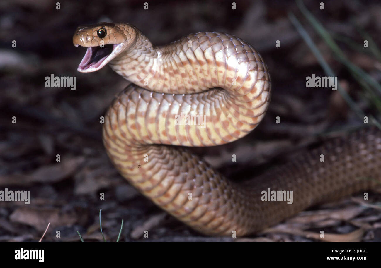 Eastern Brown Snake High Resolution Stock Photography and Images - Alamy