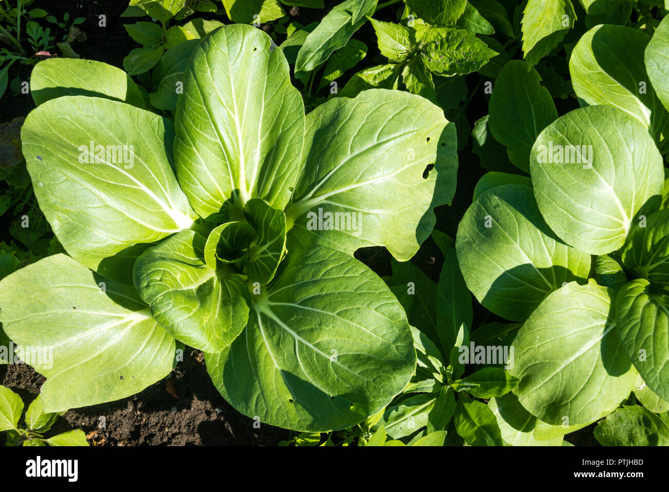 Pak choi growing hi-res stock photography and images - Alamy