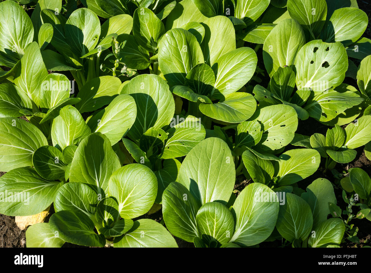 Pak choi growing hi-res stock photography and images - Alamy
