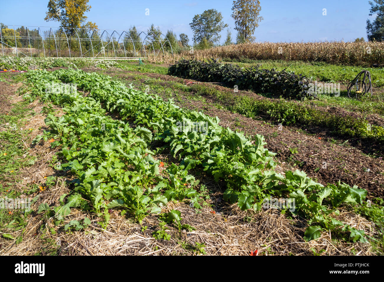 Fall vegetable row hi-res stock photography and images - Alamy