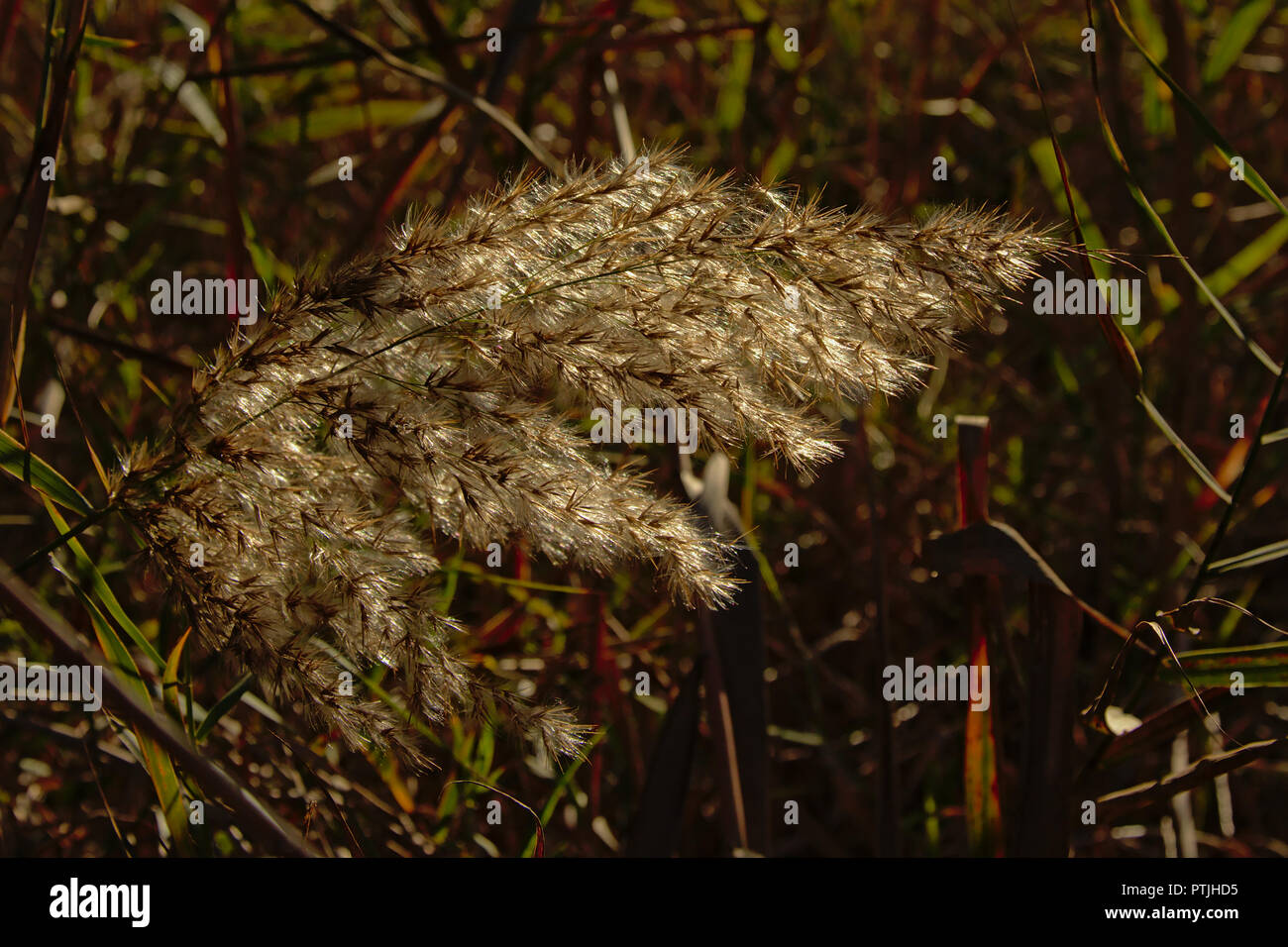 Pale yellow reeds hi-res stock photography and images - Alamy