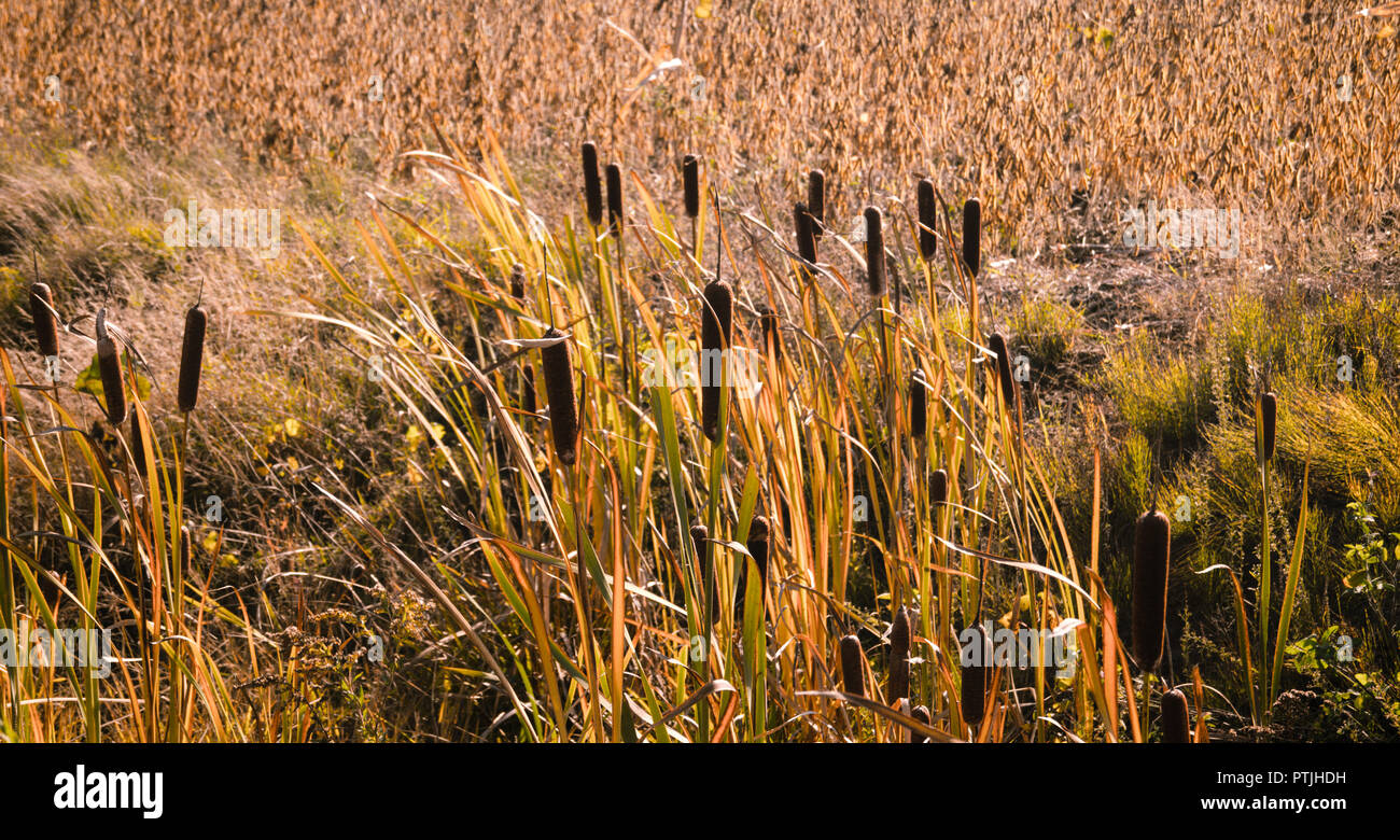 Common cattail typha latifolia hi-res stock photography and images - Alamy