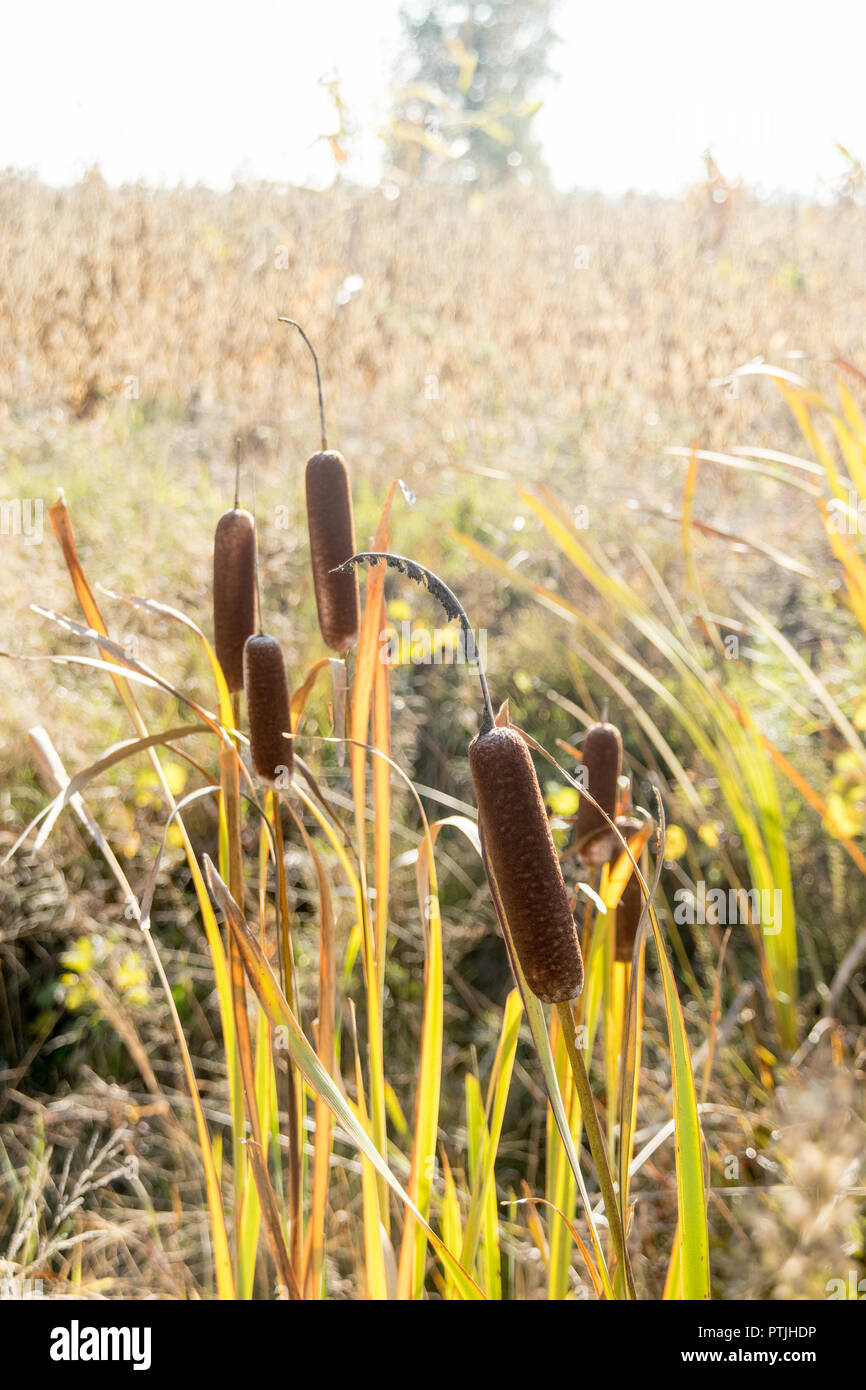 Cattail grass hi-res stock photography and images - Alamy