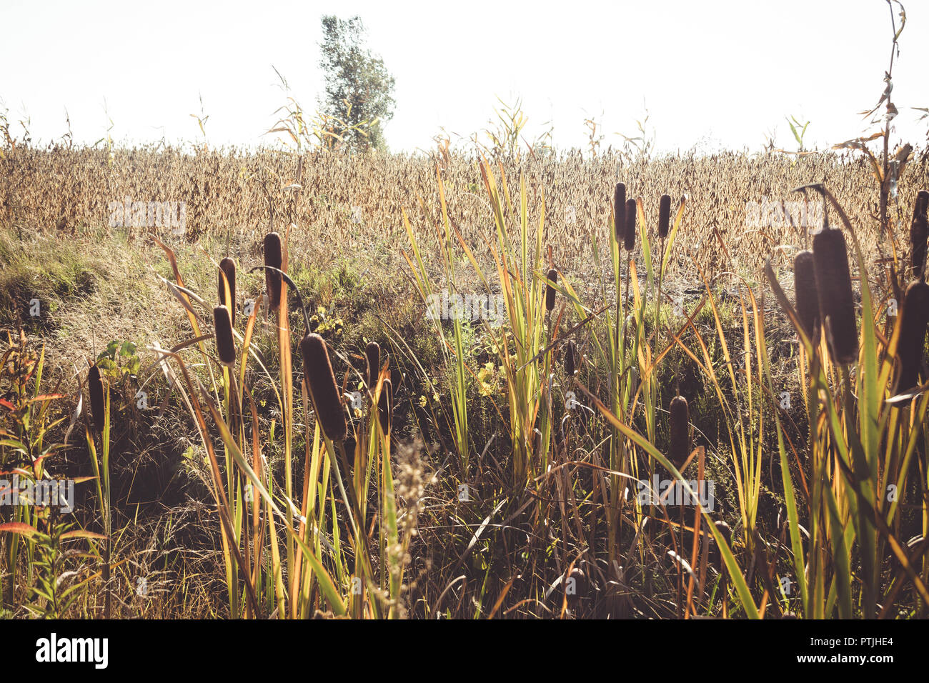 Common cattail fall autumn hi-res stock photography and images - Alamy
