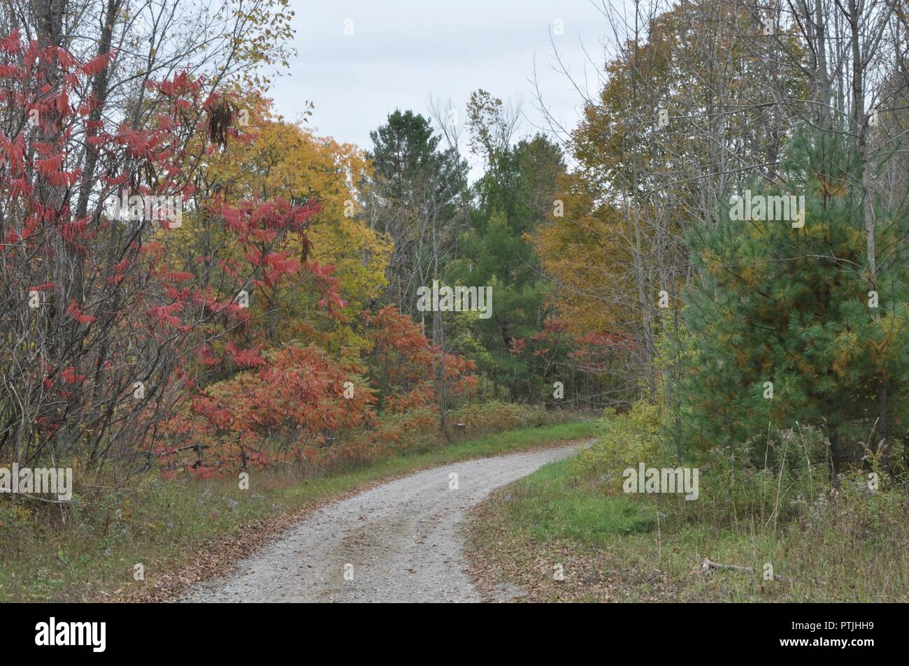 Road through fall colors Stock Photo - Alamy