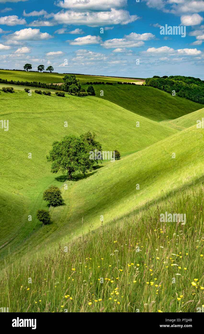 Wild flowers and dappled light on Horsedale in the Yorkshire Wolds ...