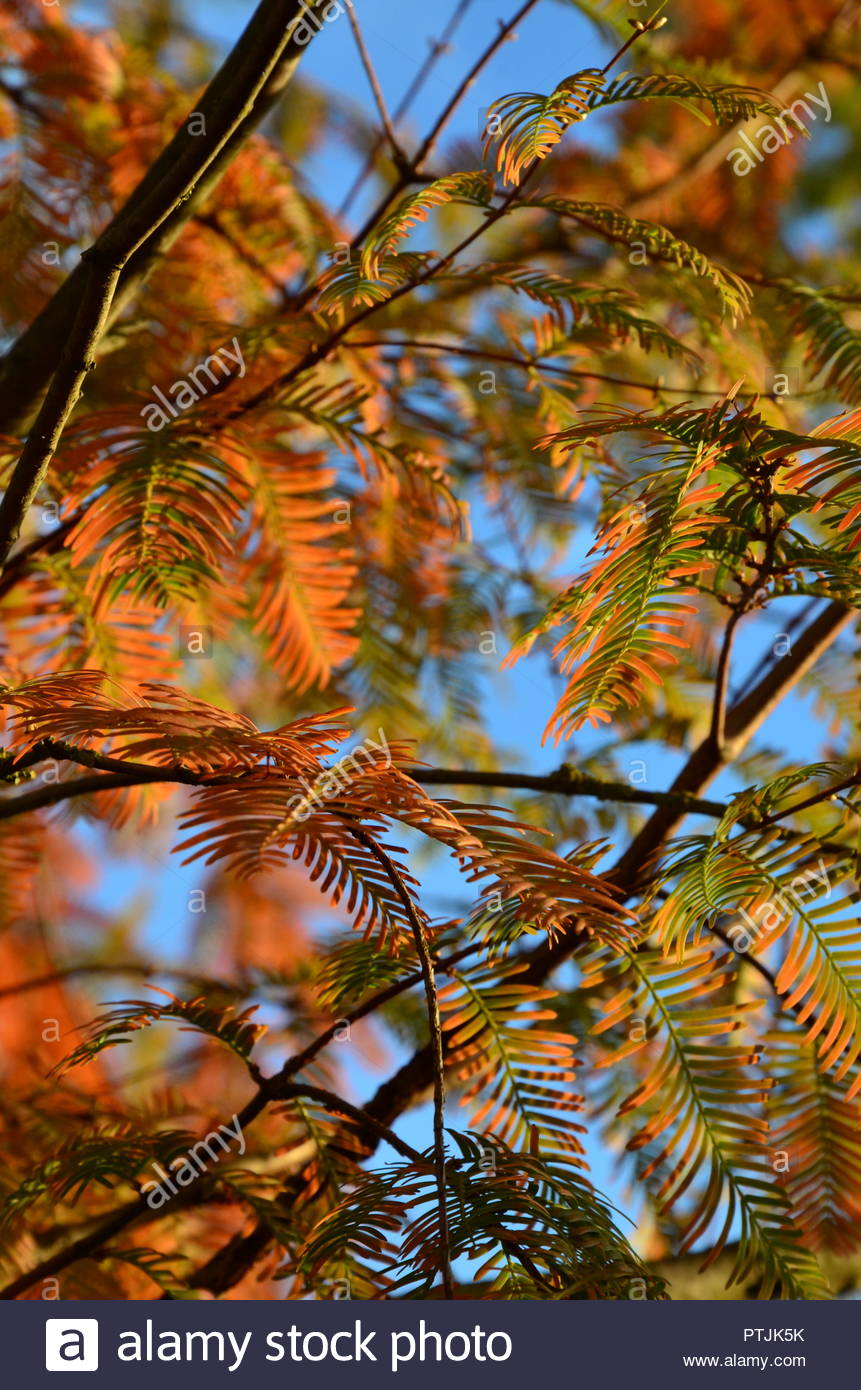 Seasons Background High Resolution Stock Photography and Images - Alamy