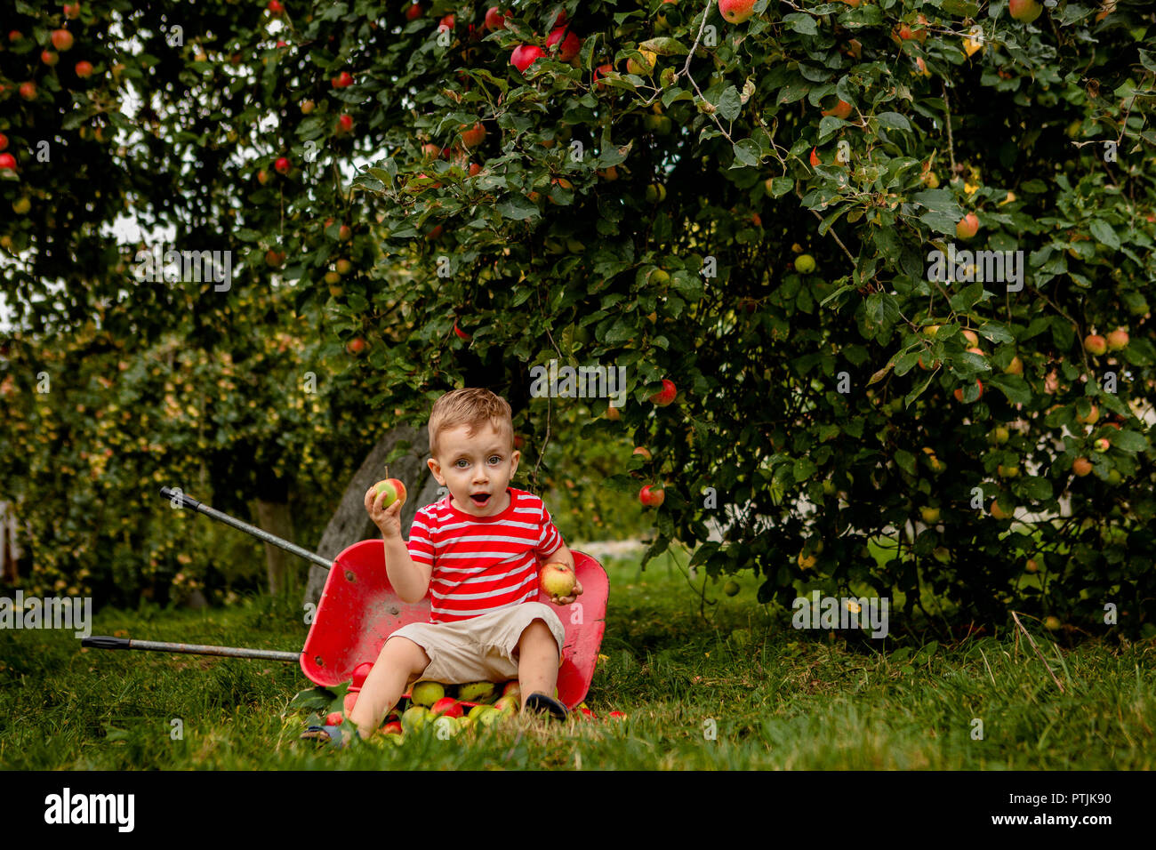 Child picking apples on a farm. Little boy playing in apple tree ...