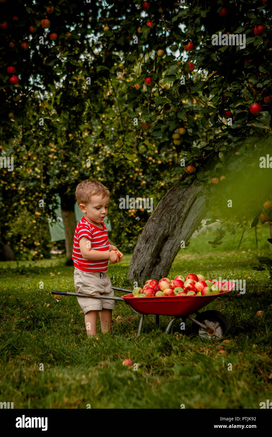 Falling Fruit Tree High Resolution Stock Photography and Images - Alamy