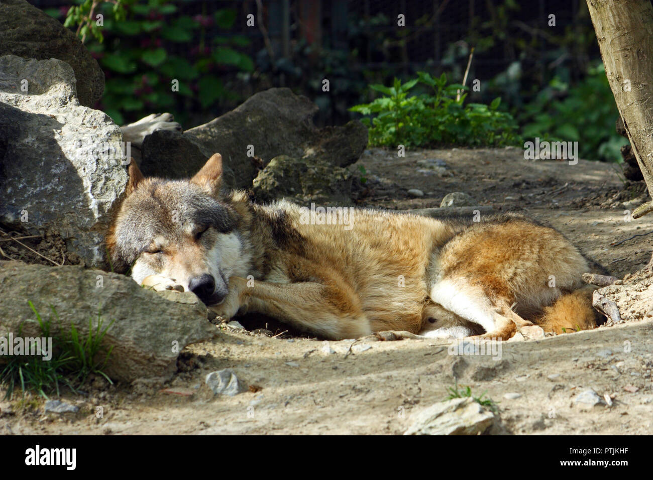 Eurasian wolf, canis lupus lupus Stock Photo - Alamy