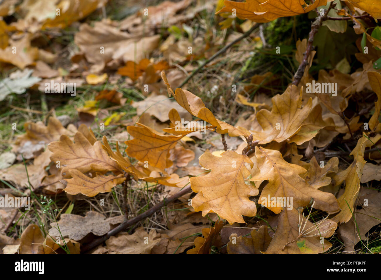 Fallen leaves cover grass in hi-res stock photography and images - Alamy