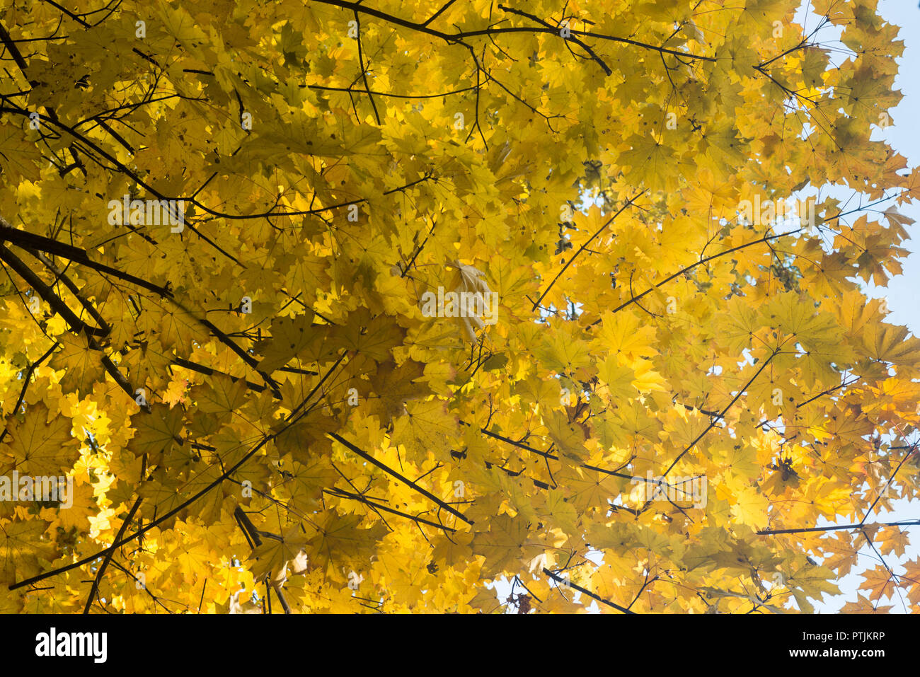 Yellow maple leaves lit hi-res stock photography and images - Alamy