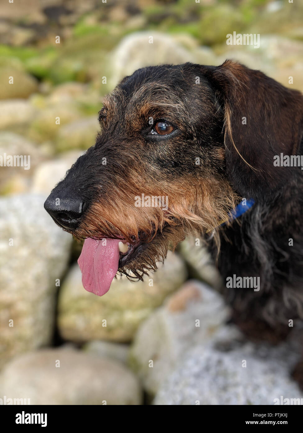 Portait of a wire haired hound Stock Photo - Alamy