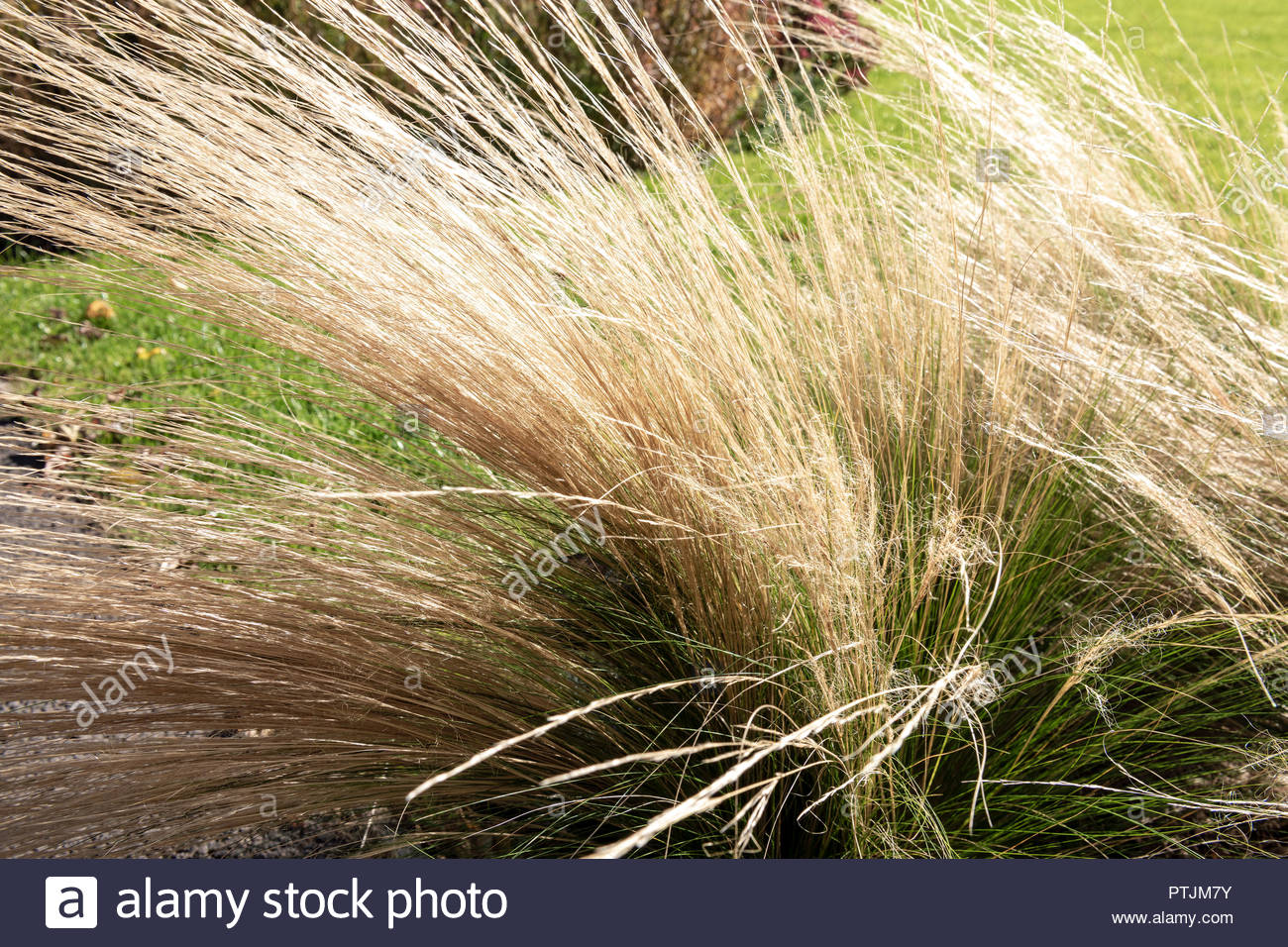 Stipa Tenuissima Stock Photos & Stipa Tenuissima Stock Images - Alamy