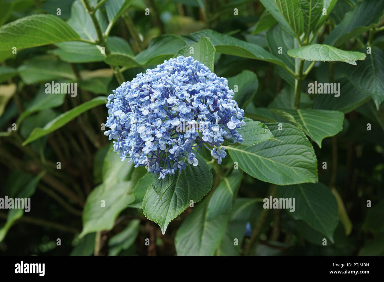 Hydrangea macrophylla 'Ayesha' Stock Photo - Alamy