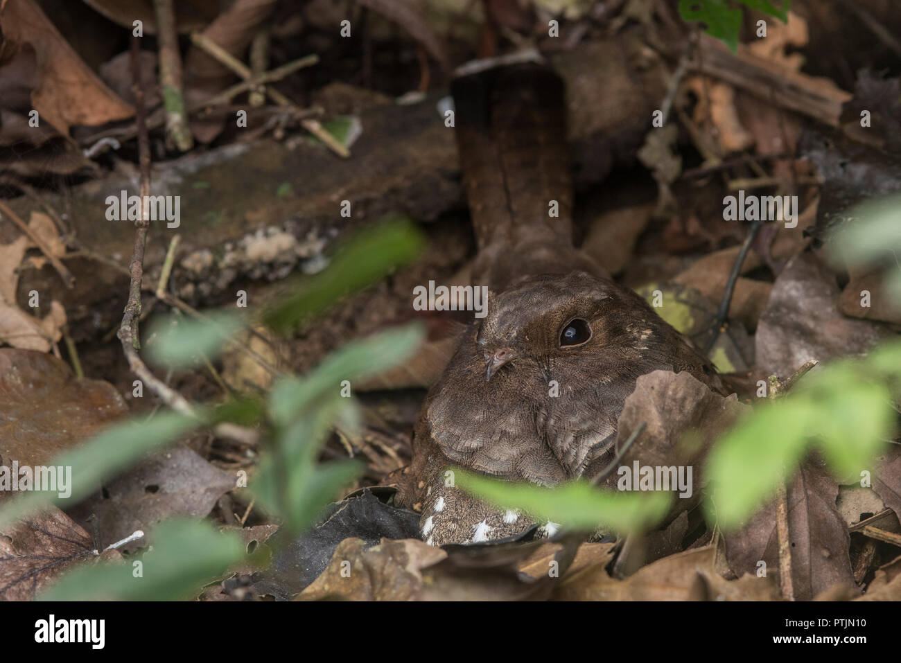 An adult Ocellated Poorwill (Nyctiphrynus ocellatus) sitting ontop of ...