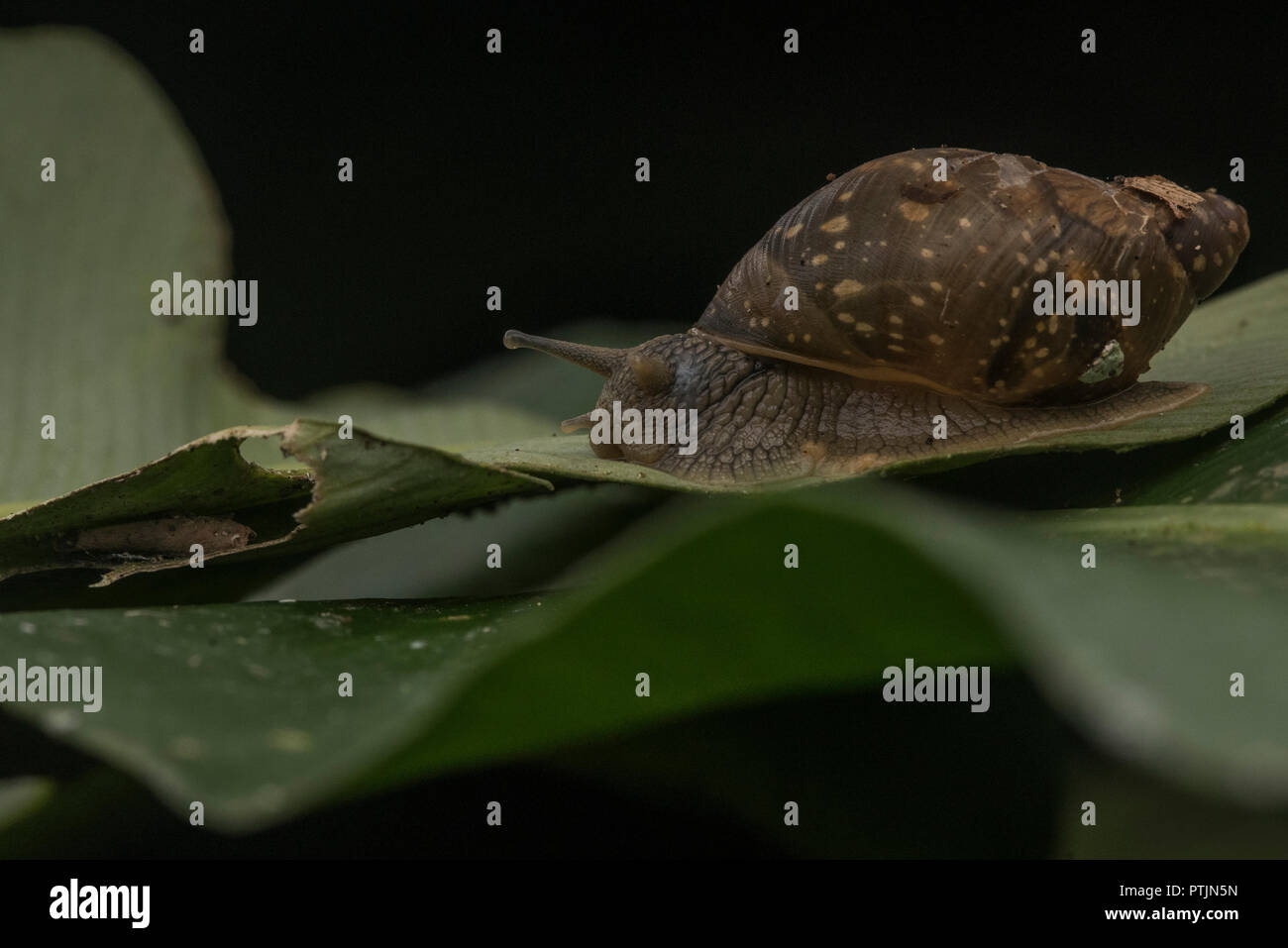 Tropics tropical rainforest jungle neotropics neotropical hi-res stock ...