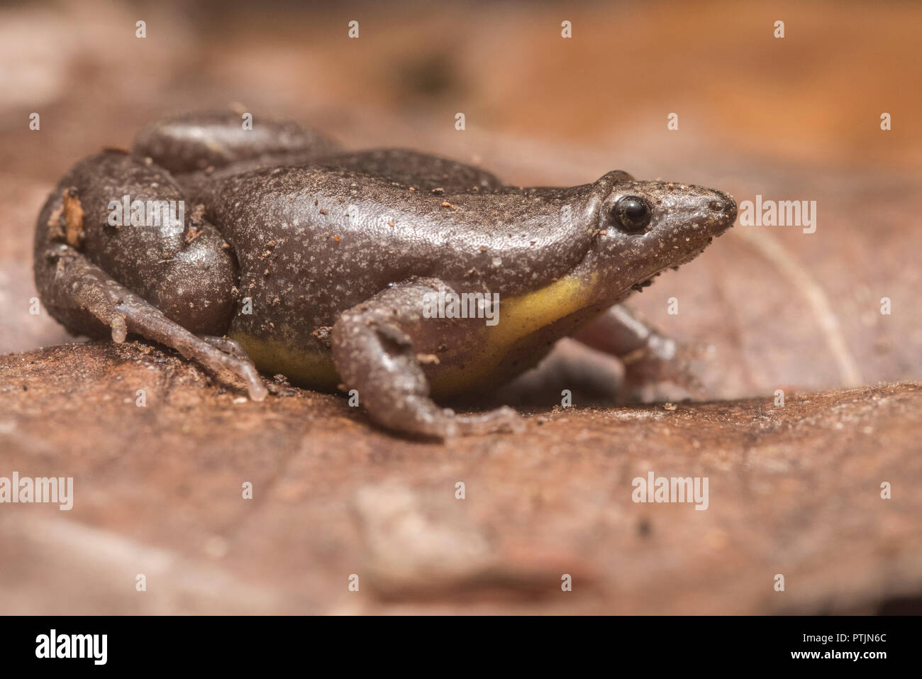 Tropical oval leaf hi-res stock photography and images - Alamy