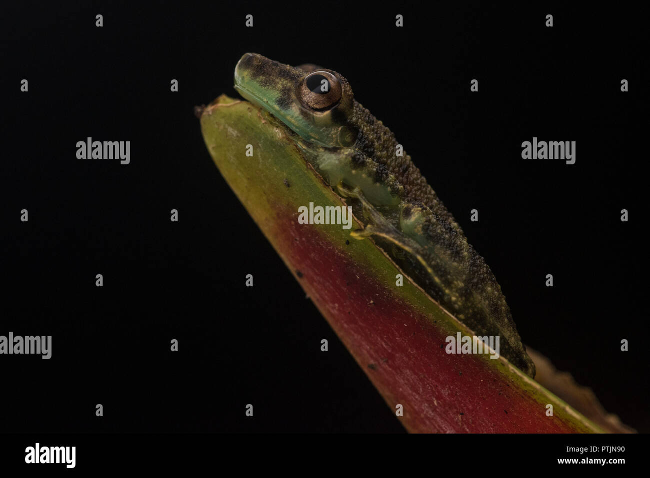 A scinax species, snouted tree frog, sits on a Heliconia flower in the ...