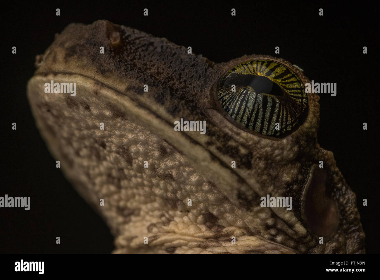 Frog skin close hi-res stock photography and images - Alamy