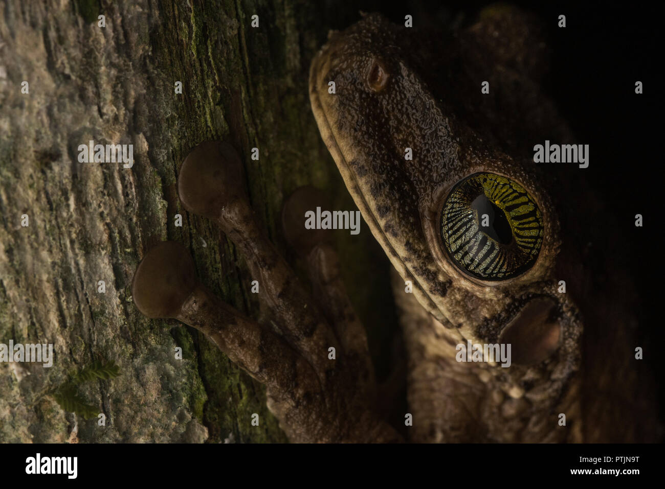 Frog skin close hi-res stock photography and images - Alamy