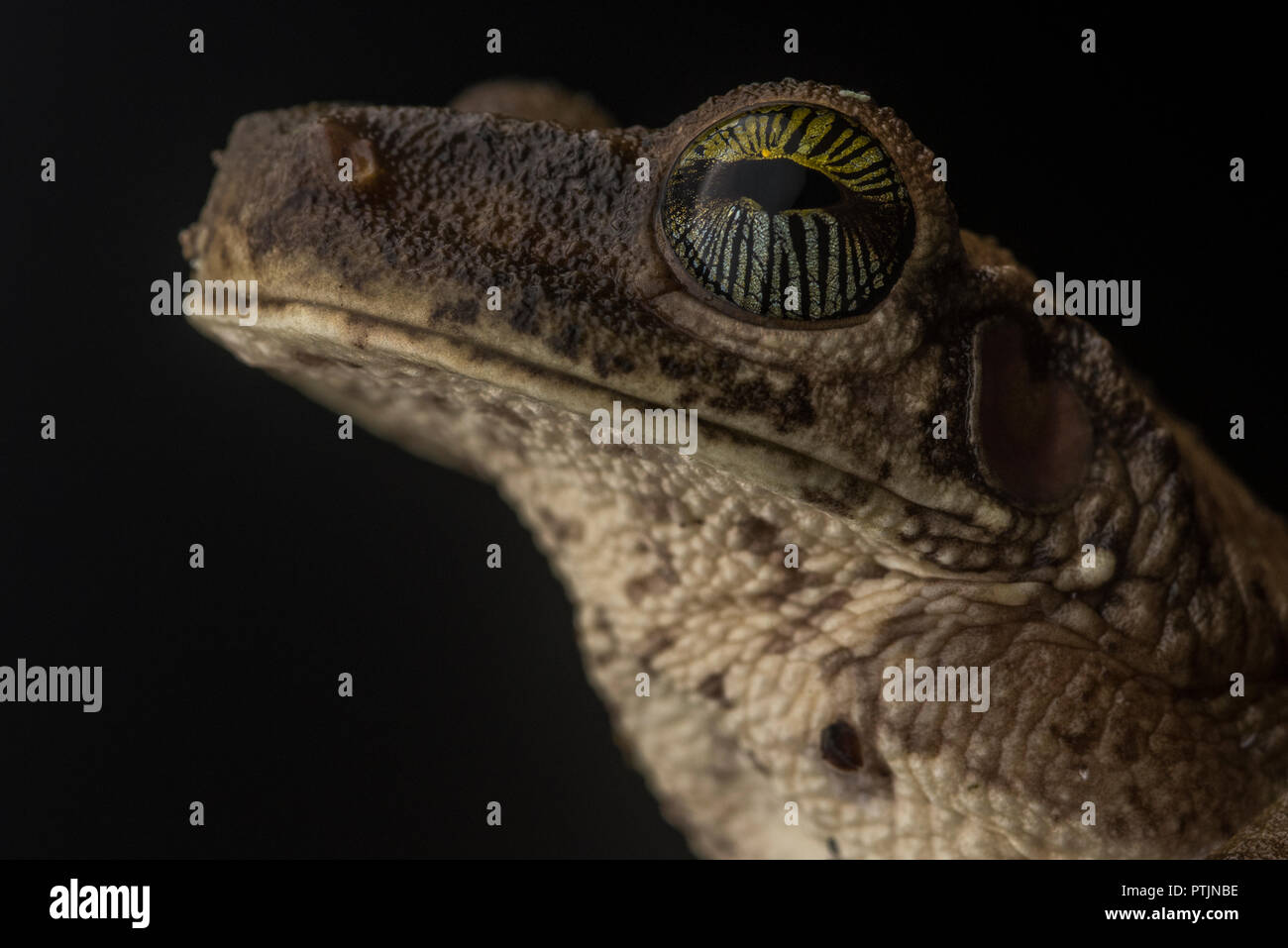 Frog skin pattern hi-res stock photography and images - Alamy