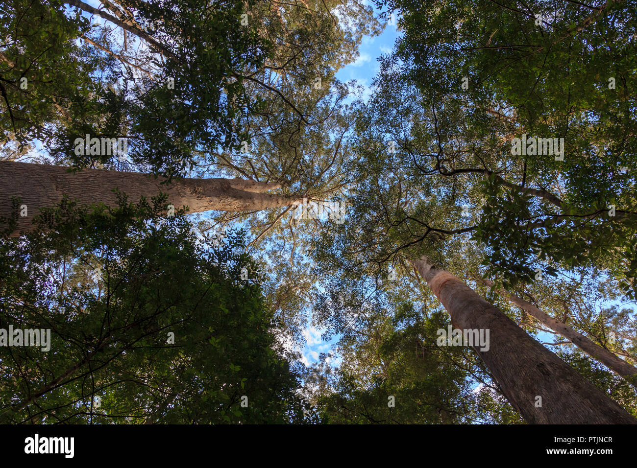 big Eucalyptus tall trees growing in Hastings Caves state reserve ...