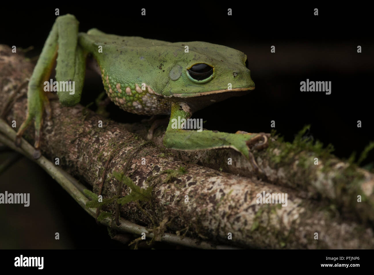 Amazon rainforest frog brazil hi-res stock photography and images - Alamy
