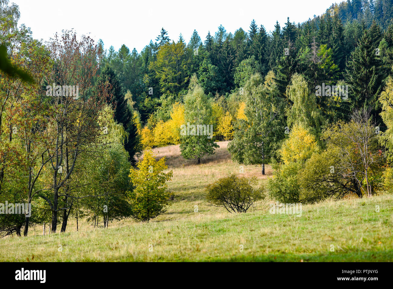 Forest landscape, trees covered with autumn colors in Poland Stock ...