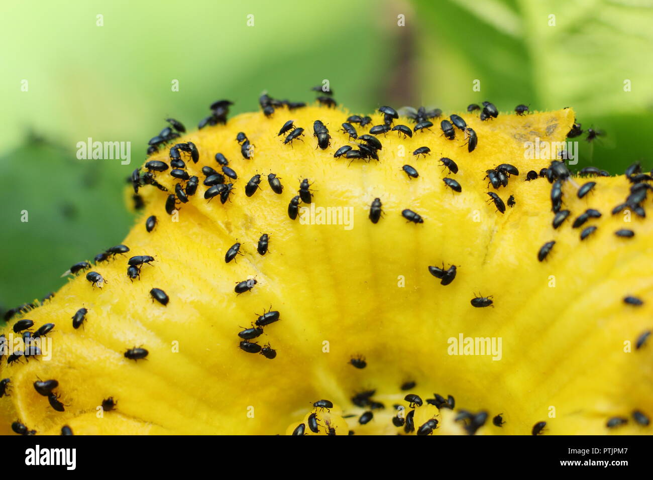 Meligethes. Pollen beetle on courgette flower in an English garden in ...