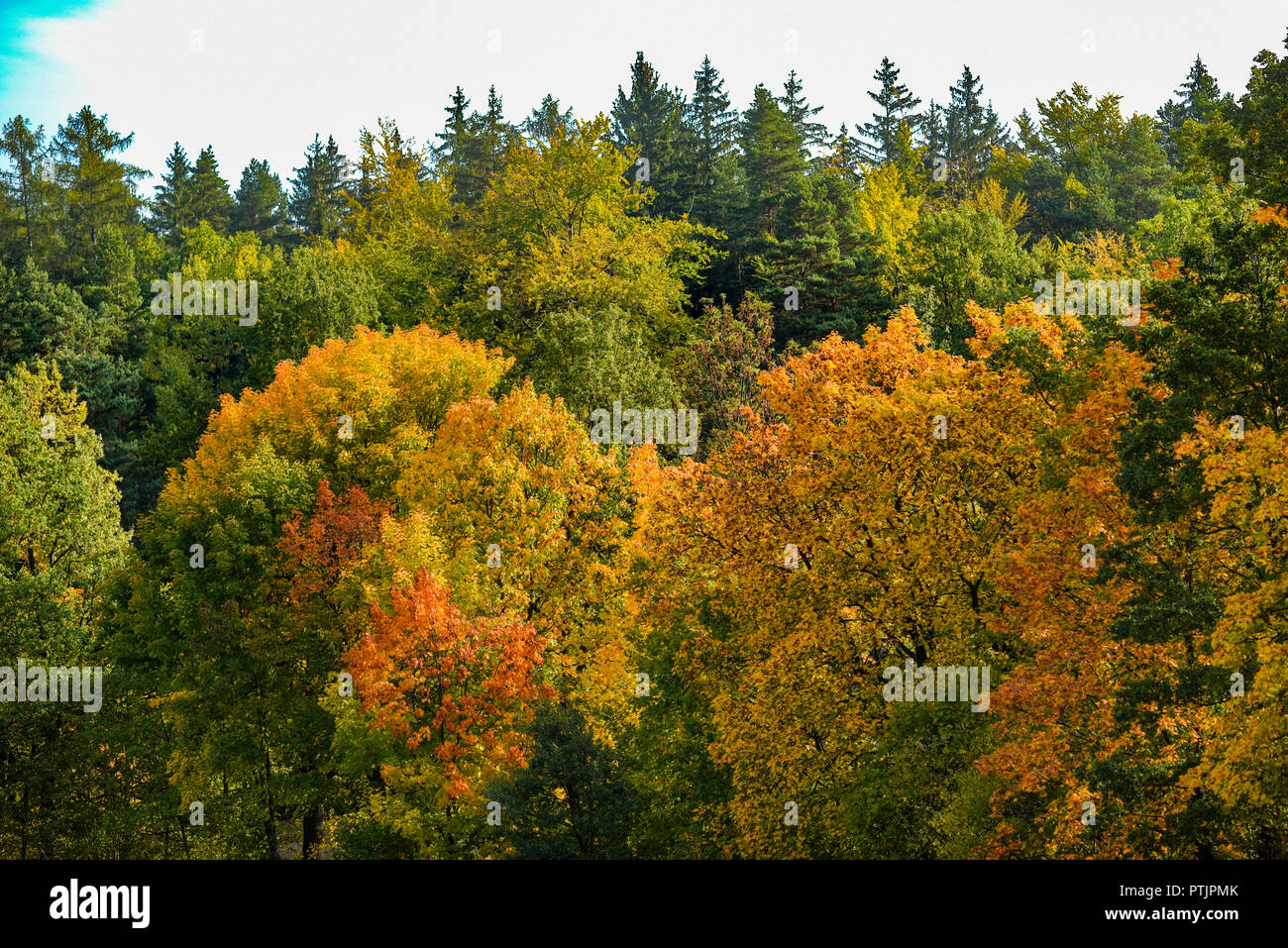 Forest landscape, trees covered with autumn colors in Poland Stock ...