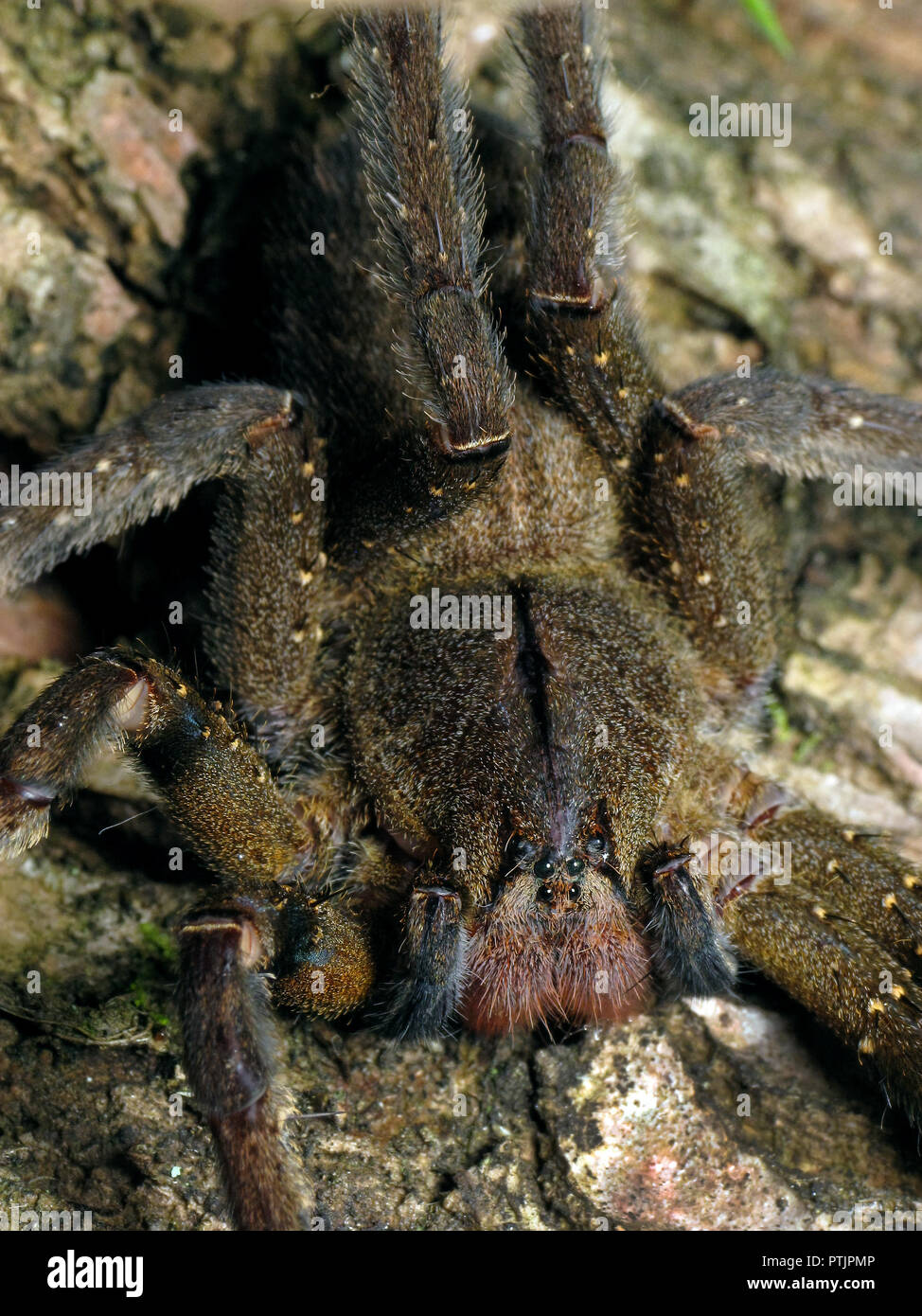 Vertical macro of a brazilian wandering spider, Phoneutria nigriventer ...